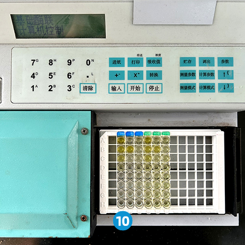 Fumonisin ELISA Rapid Test Kit-Mycotoxins-Xinyubio